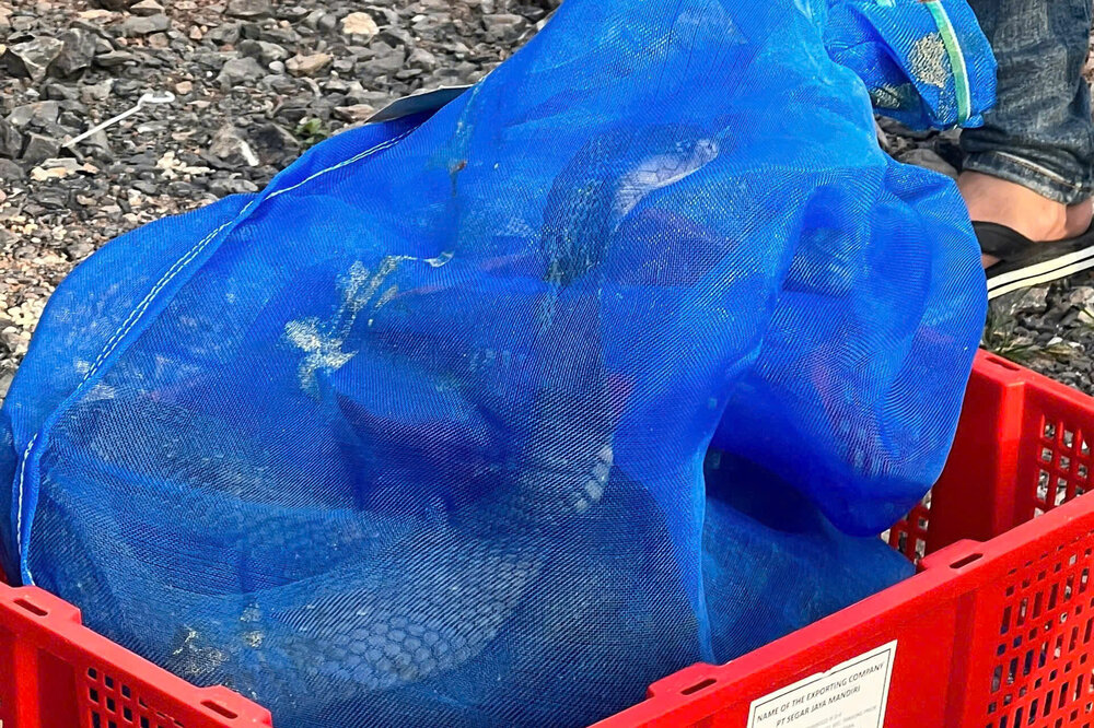 Big Snake & Other XL Creatures - Page 50 - Off Topic Chat - Thailand ...